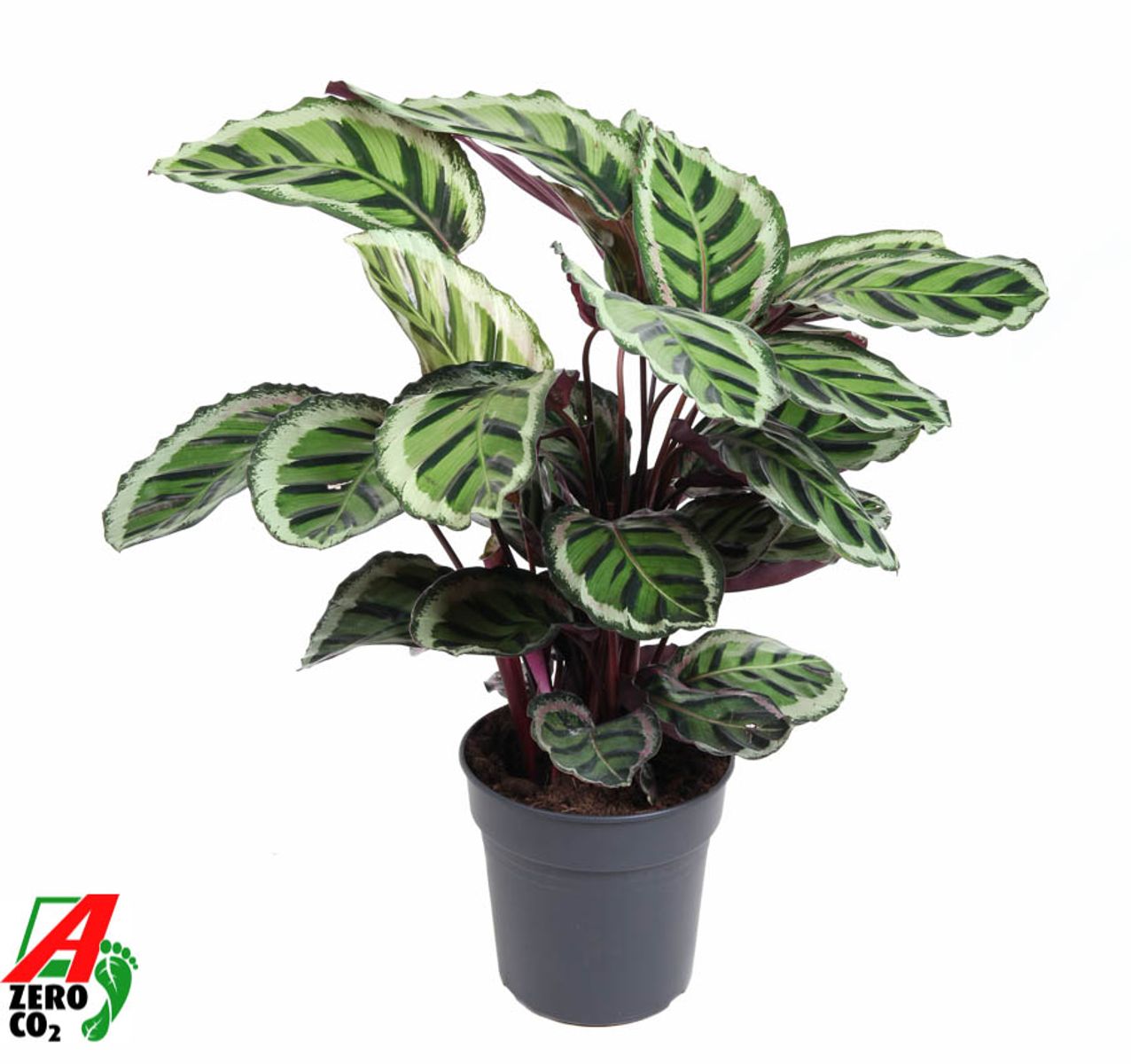 Calathea roseopicta 'Angela' — Plant Wholesale FlorAccess