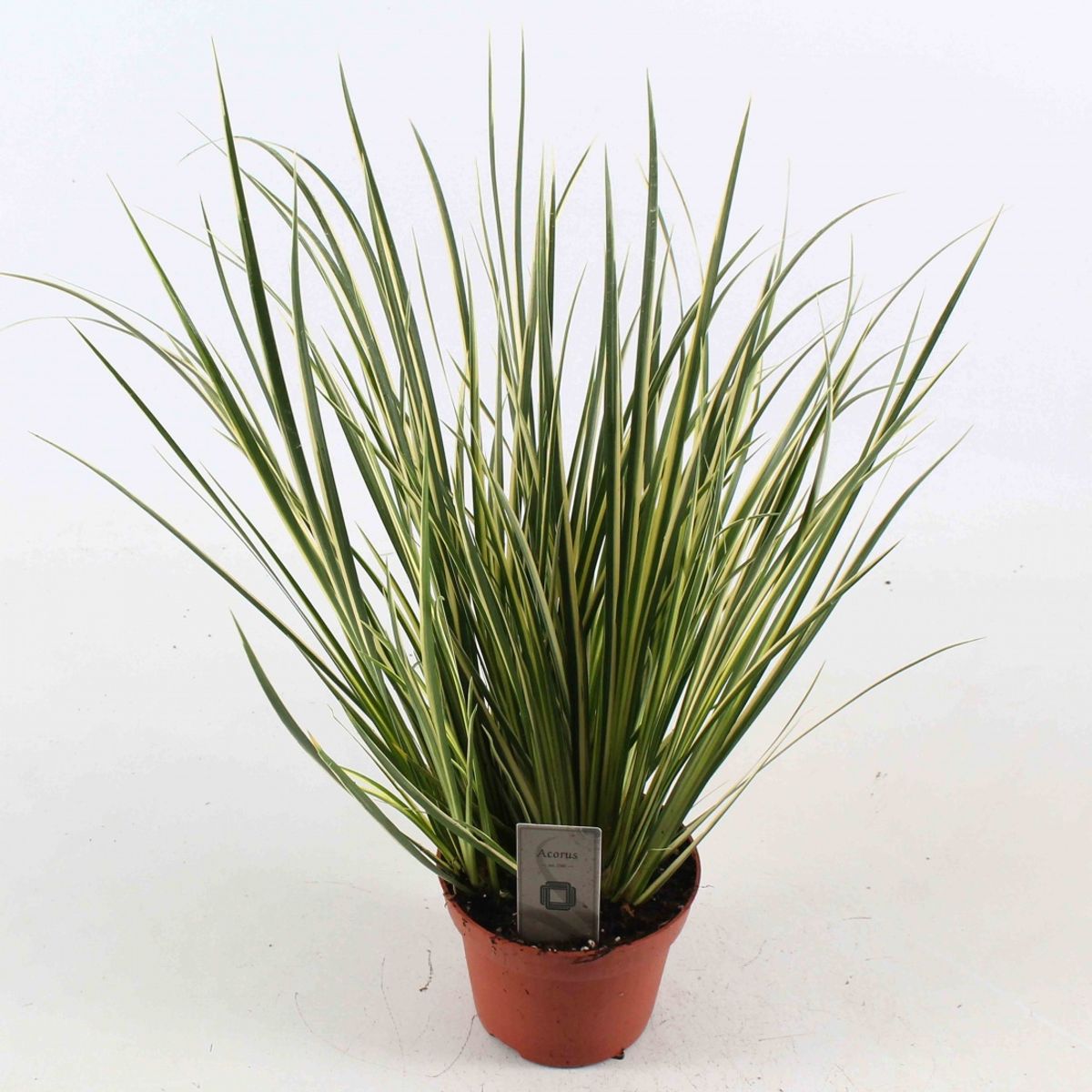 Acorus calamus 'Variegatus' — Plant Wholesale FlorAccess