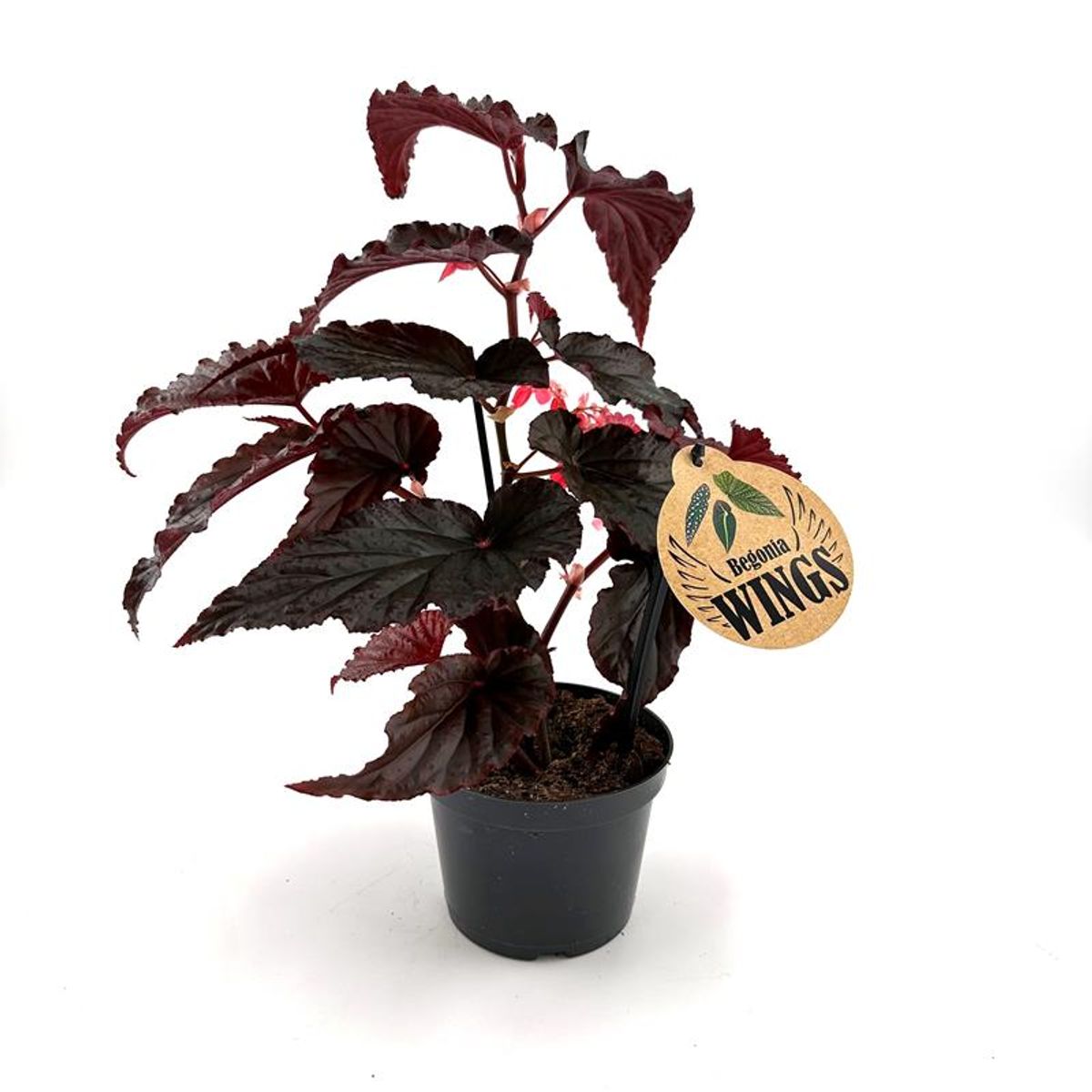 Begonia 'Arabian Sunset' — Plant Wholesale FlorAccess