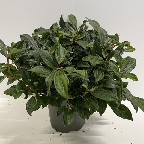 Viburnum davidii — Plant Wholesale FlorAccess