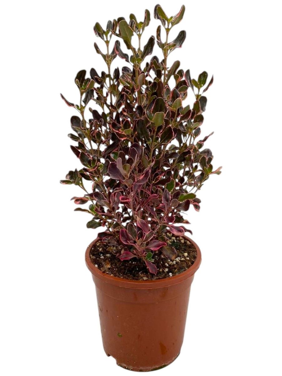 Coprosma repens ECLIPSE — Plant Wholesale FlorAccess