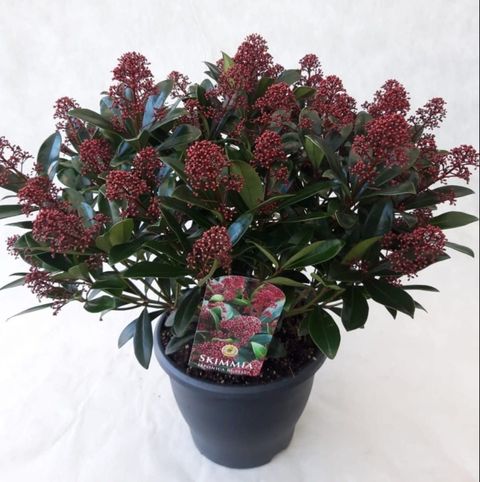 Skimmia japonica 'Rubella' — Plant Wholesale FlorAccess