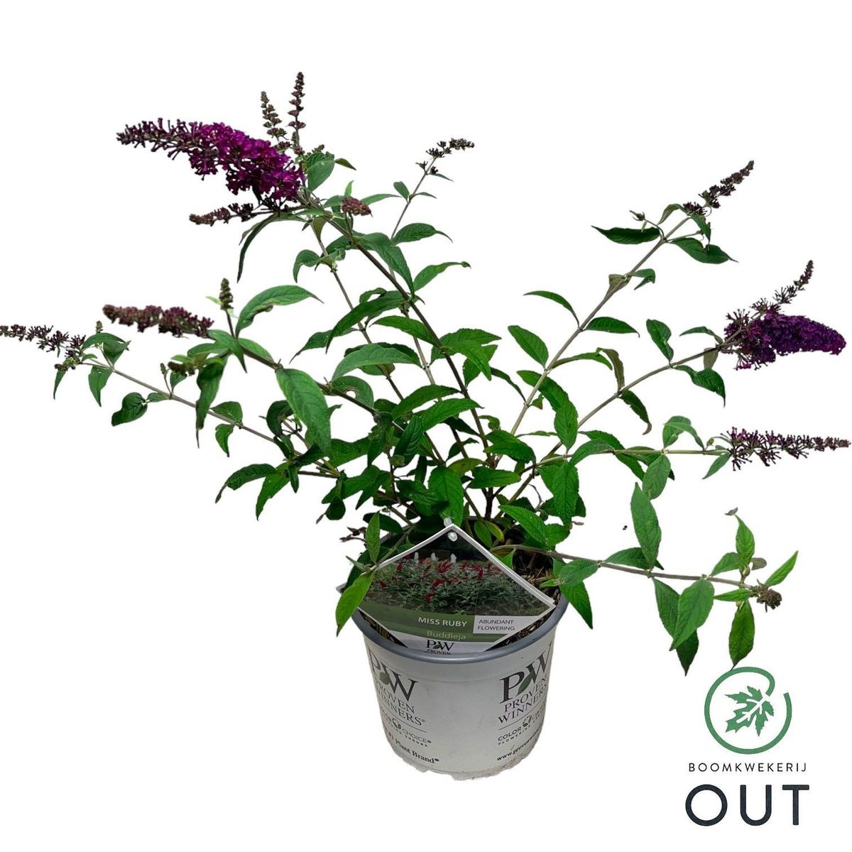 Buddleja 'Miss Ruby' — Plant Wholesale FlorAccess