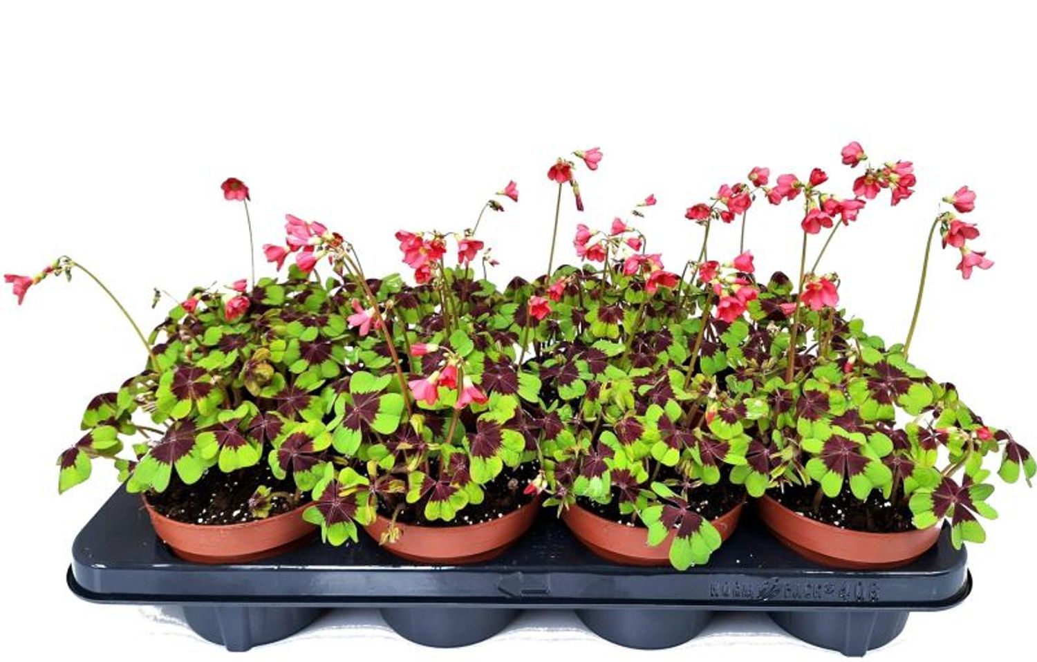 Oxalis deppei — Plant Wholesale FlorAccess