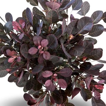 Cotinus coggygria 'Lilla' — Plant Wholesale FlorAccess