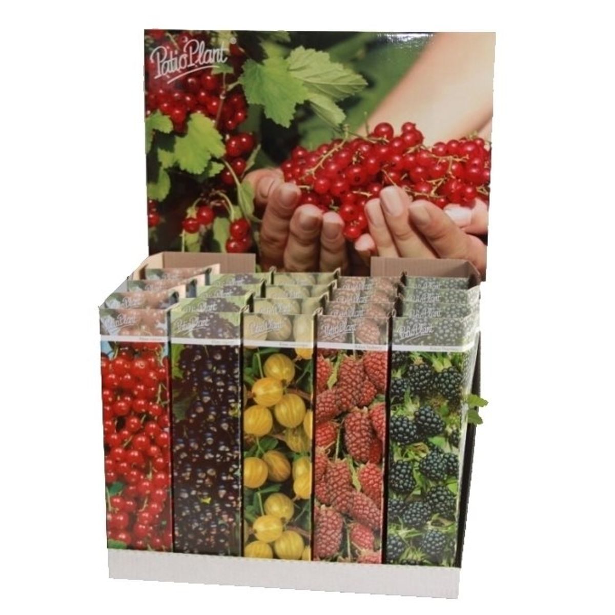 Fruit plants MIX — Plant Wholesale FlorAccess