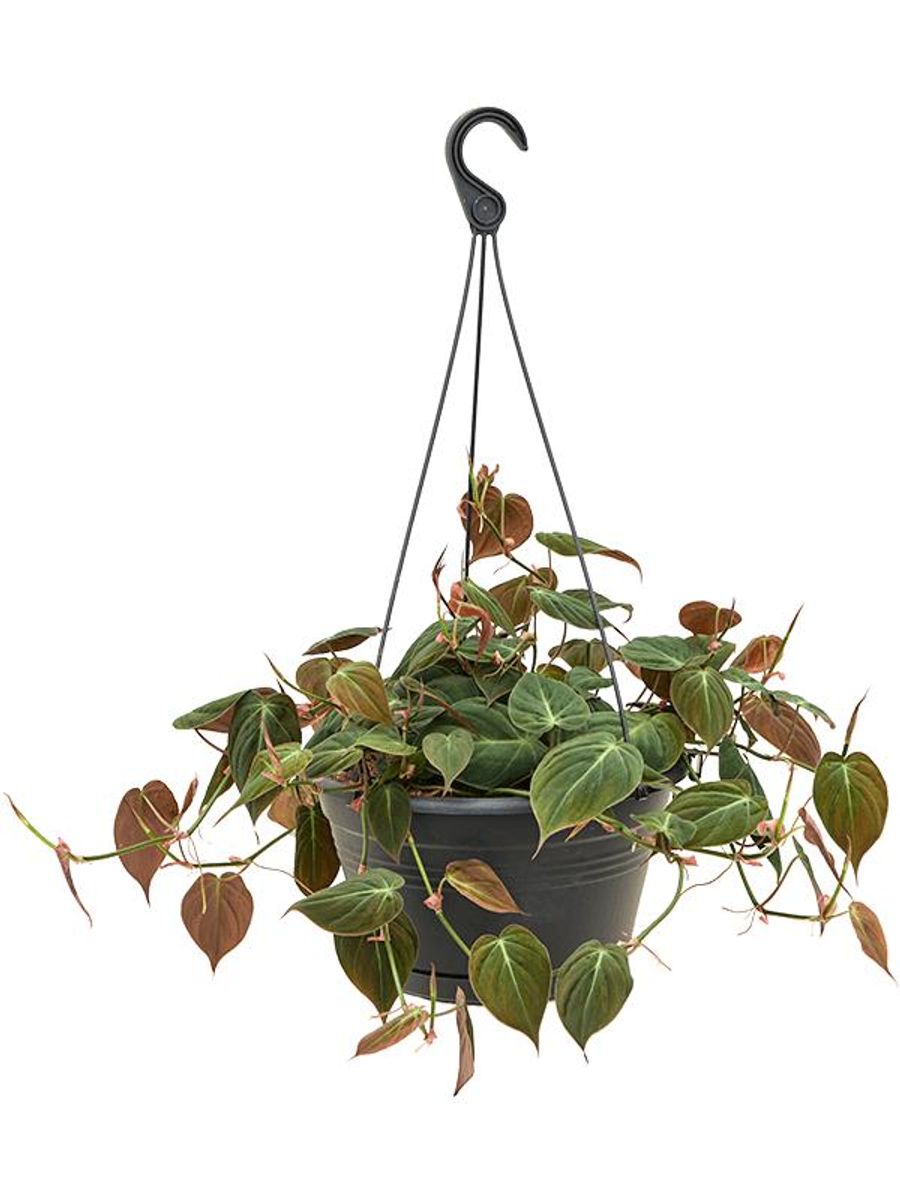 Philodendron scandens — Plant Wholesale FlorAccess