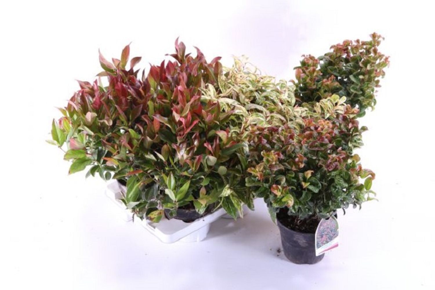 Leucothoe MIX — Plant Wholesale FlorAccess
