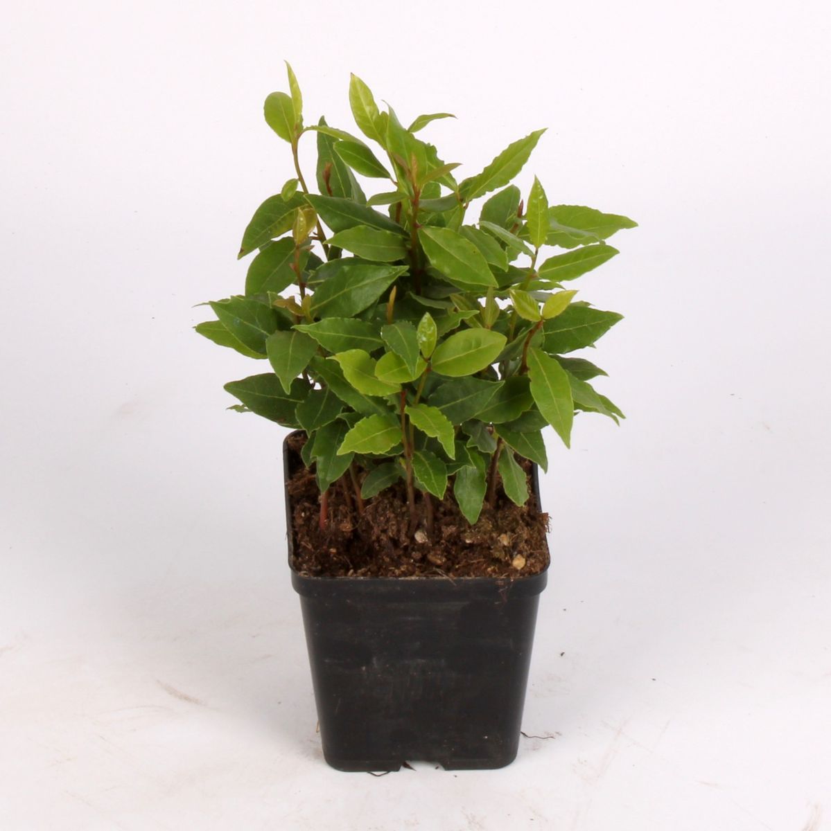 Laurus nobilis — Mayorista de plantas FlorAccess