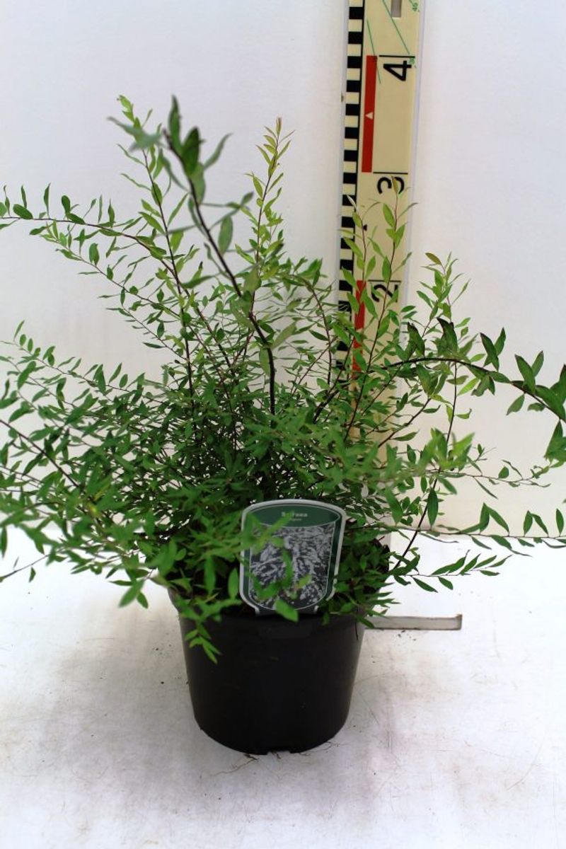 Spiraea x arguta — Plant Wholesale FlorAccess