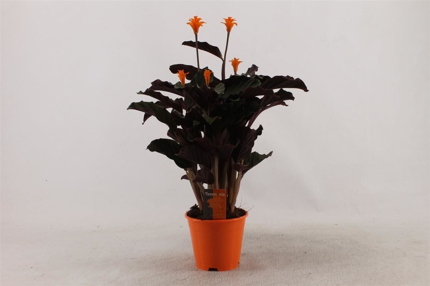 Calathea crocata 'Tassmania' — Plant Wholesale FlorAccess