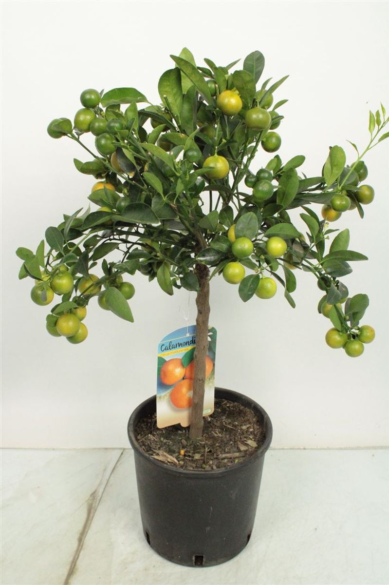 Citrus x microcarpa — Plant Wholesale FlorAccess