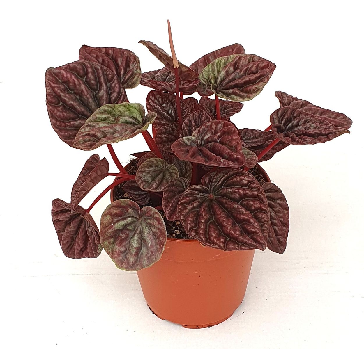 Peperomia caperata 'Red Luna' — Plant Wholesale FlorAccess