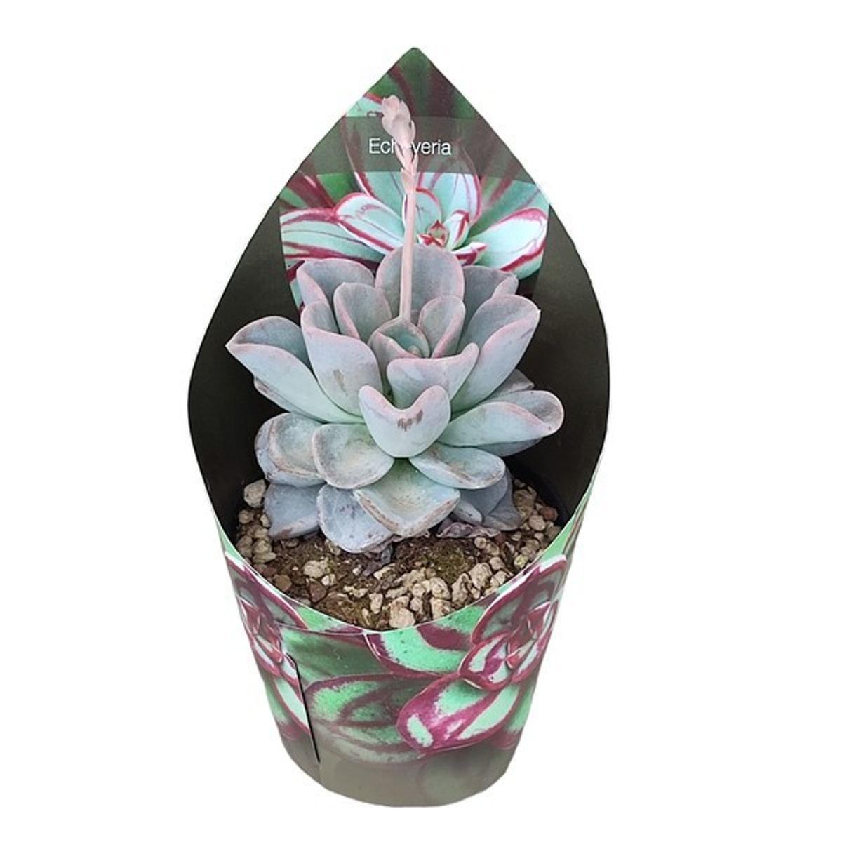 Echeveria 'Orpet' — Plant Wholesale FlorAccess