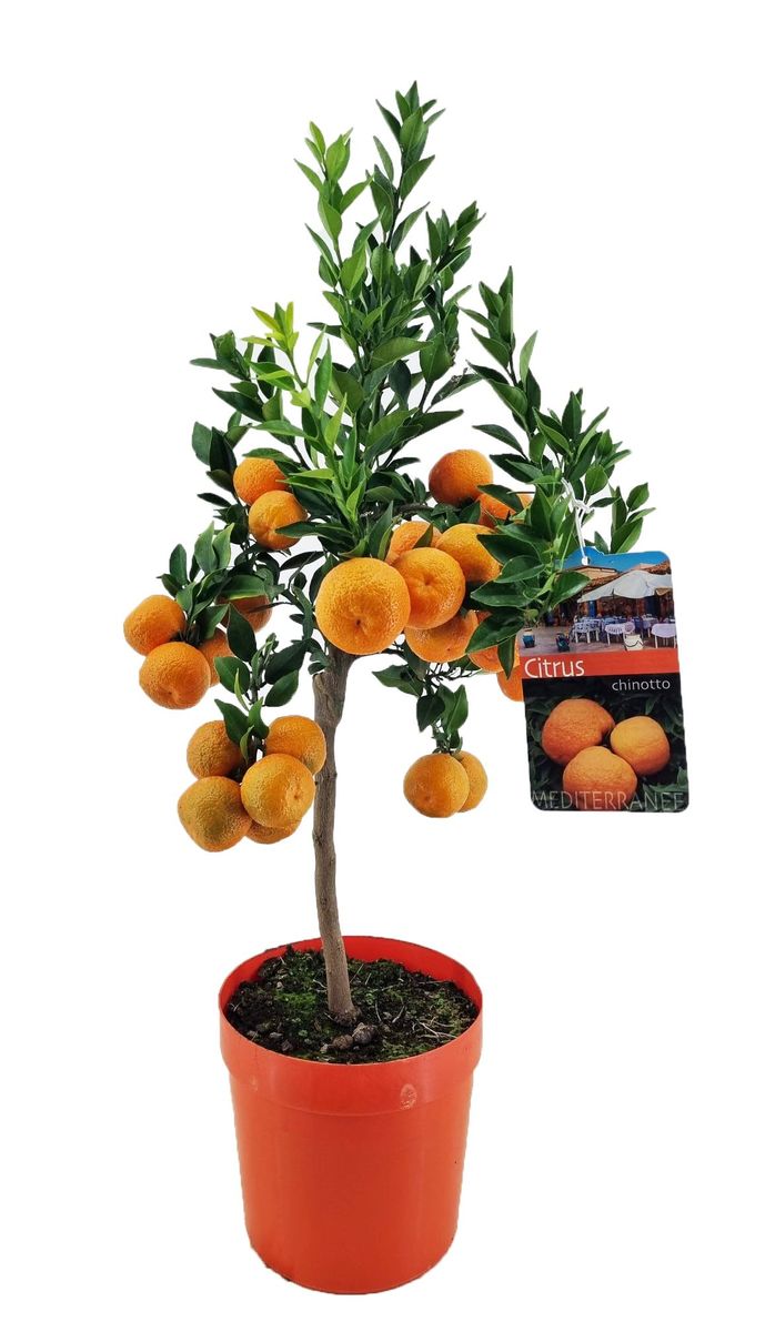 Citrus aurantium 'Chinotto' — Plant Wholesale FlorAccess
