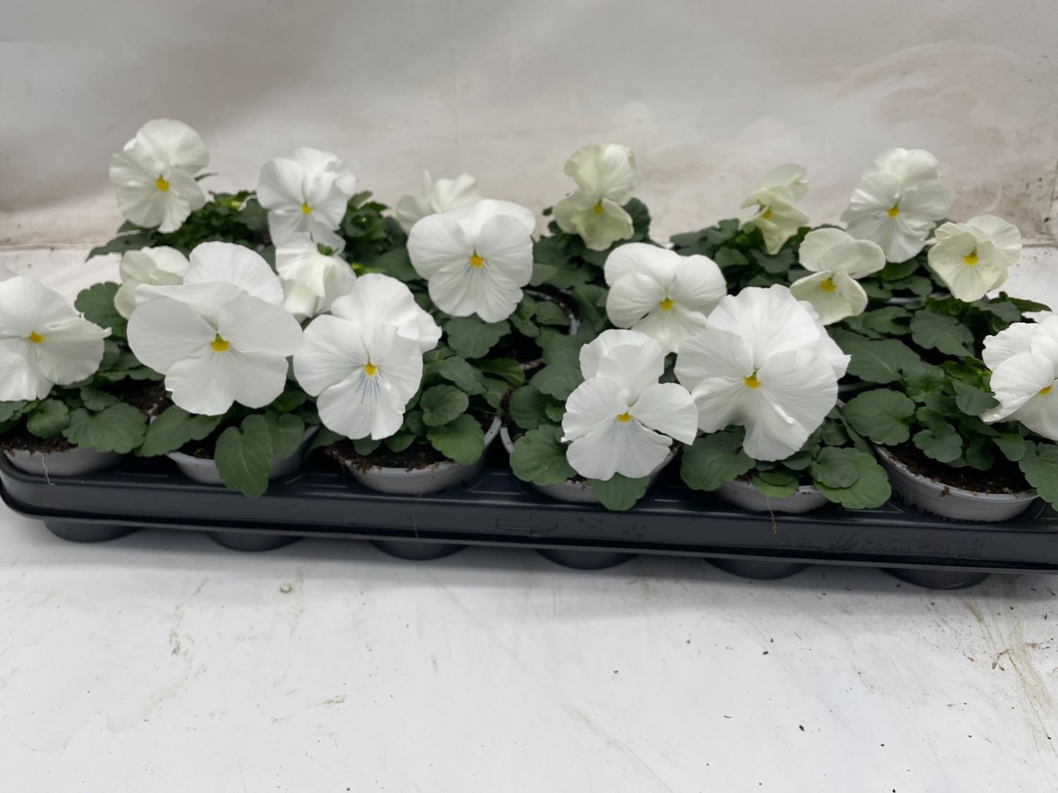 Viola x wittrockiana 'Matrix Clear White' — Plant Wholesale FlorAccess
