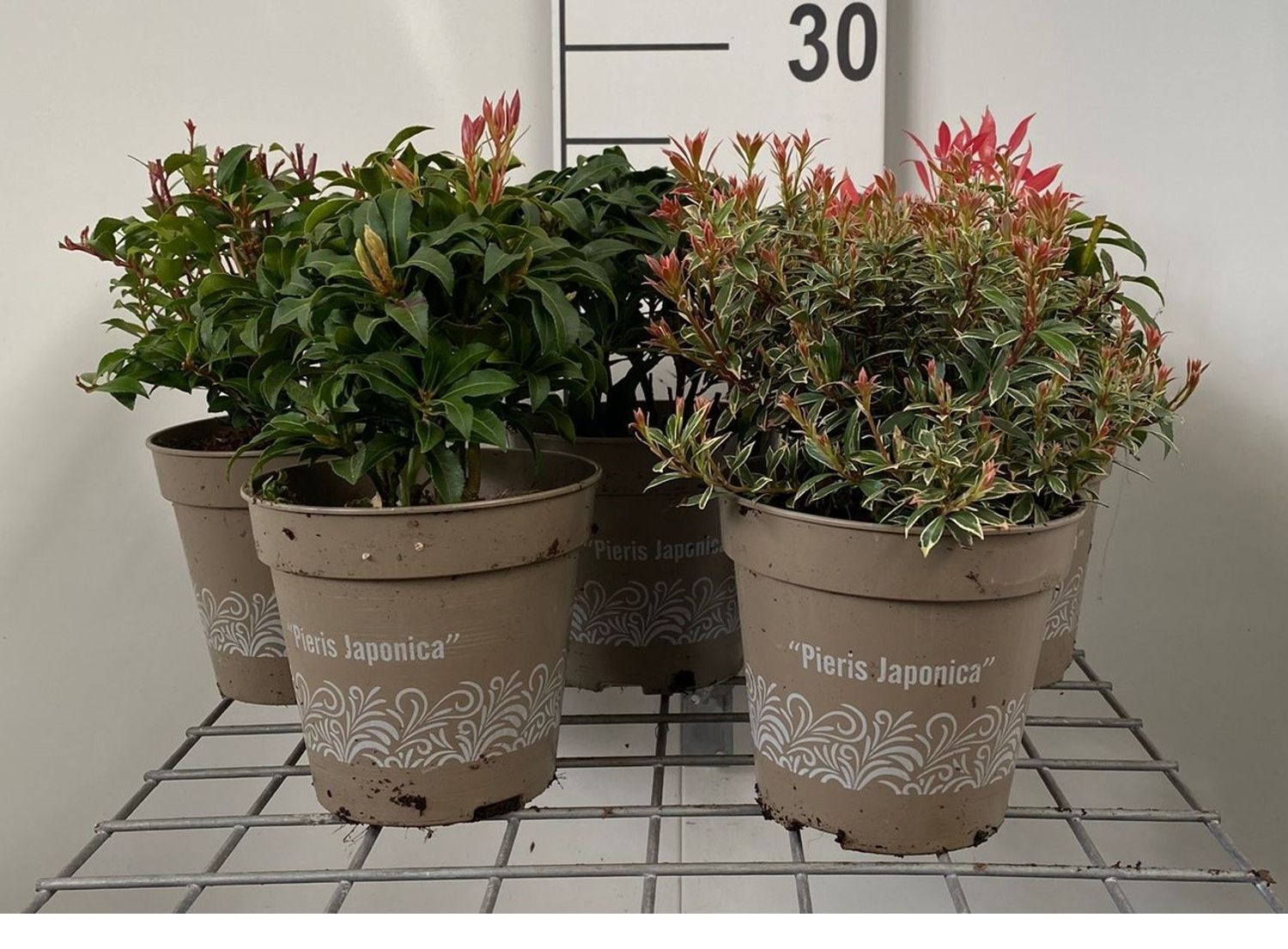 Pieris MIX — Plant Wholesale FlorAccess