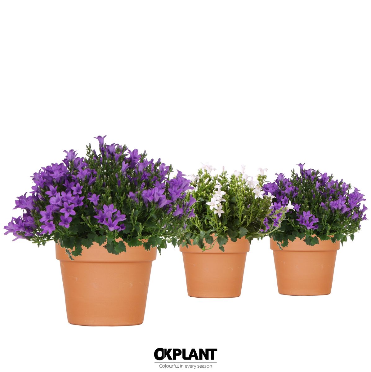 Campanula portenschlagiana AMBELLA MIX — Рослини оптом FlorAccess