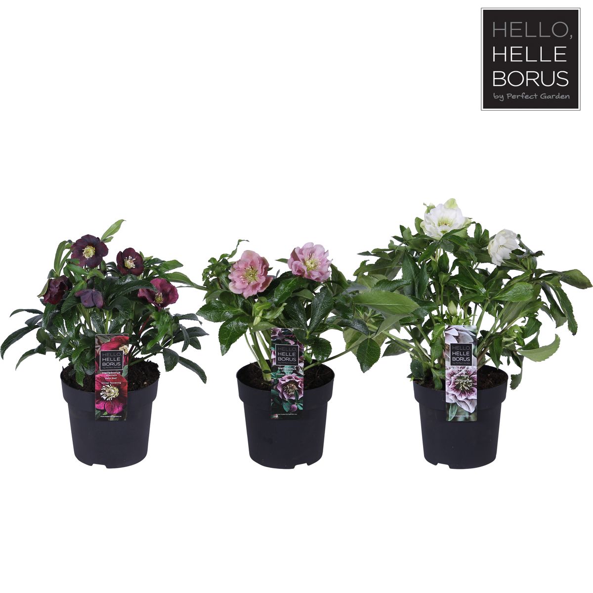 Helleborus MIX — Plant Wholesale FlorAccess