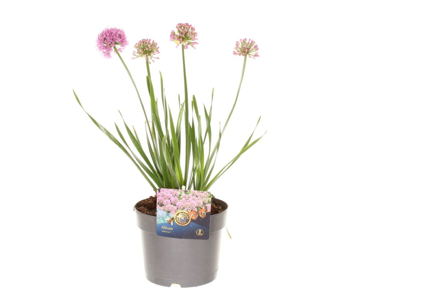 Allium 'Millenium' — Plant Wholesale FlorAccess