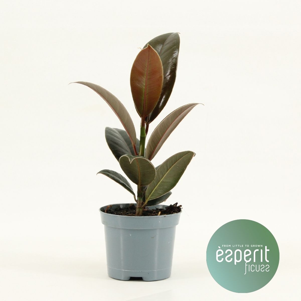 Ficus elastica 'Melany' — Plant Wholesale FlorAccess