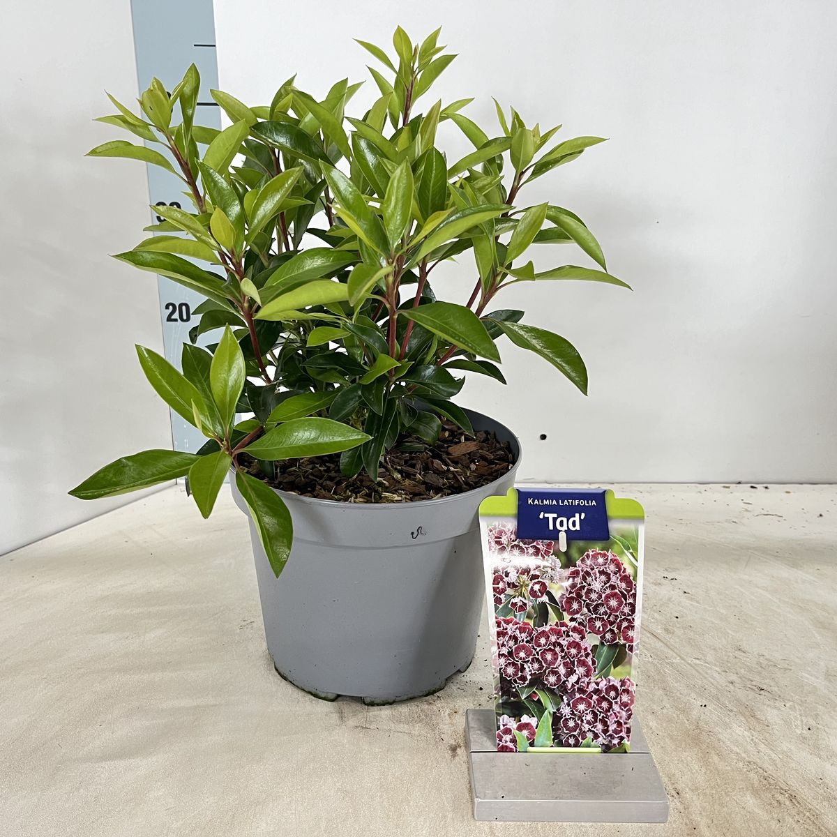 Kalmia latifolia 'Tad' — Plant Wholesale FlorAccess