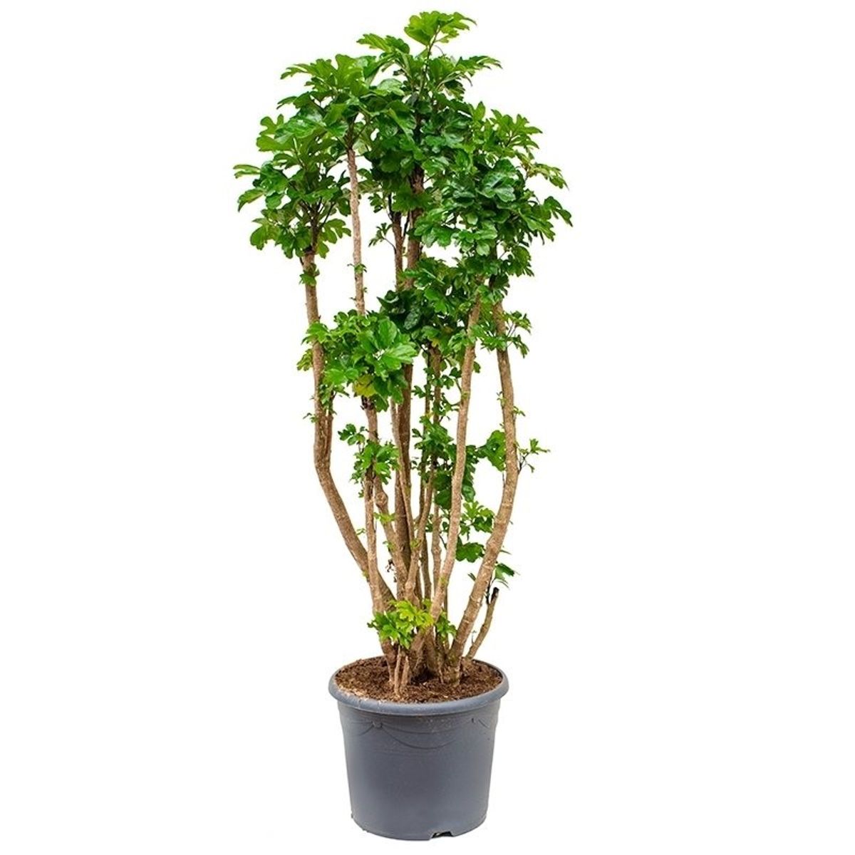 Polyscias 'Nicoya' — Plant Wholesale FlorAccess