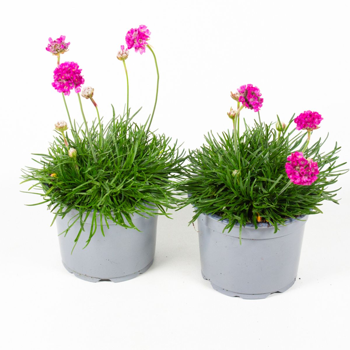 Armeria maritima MIX — Plant Wholesale FlorAccess