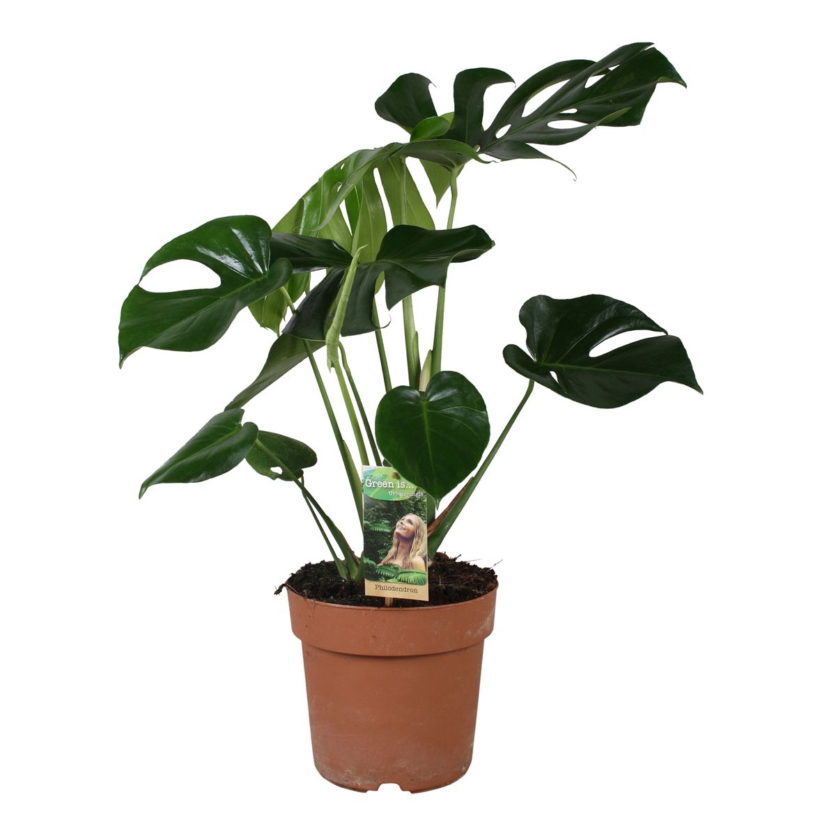 Monstera deliciosa — Plant Wholesale FlorAccess