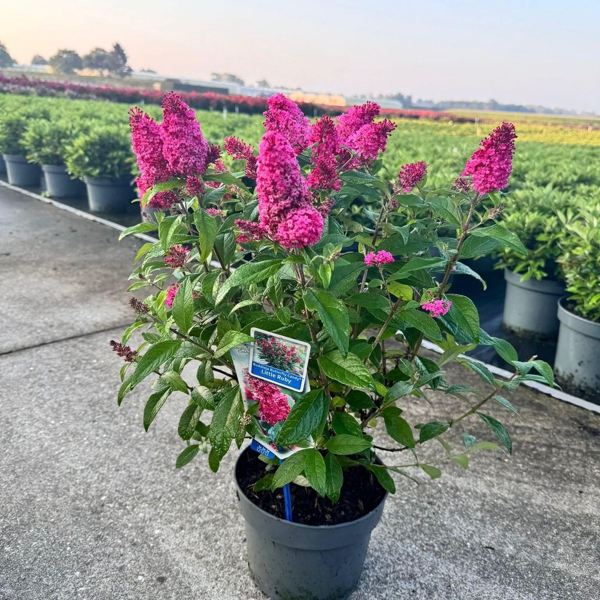 Buddleja davidii BUTTERFLY CANDY LITTLE RUBY — Toptan Bitki Satışı ...