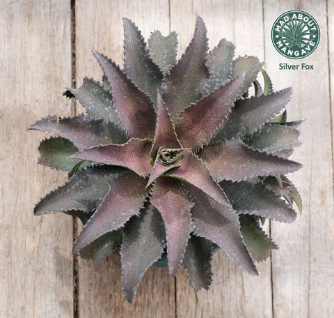 x Mangave 'Silver Fox' — Plant Wholesale FlorAccess