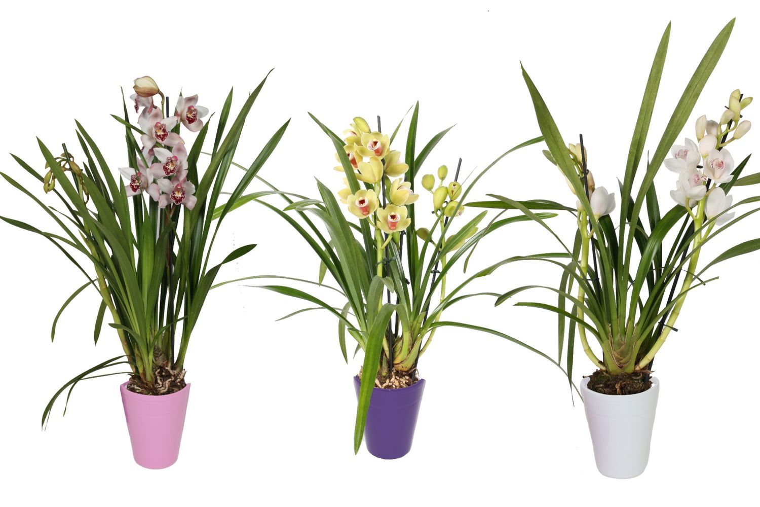 Cymbidium MIX FlorAccess Cymbidium MIX FlorAccess