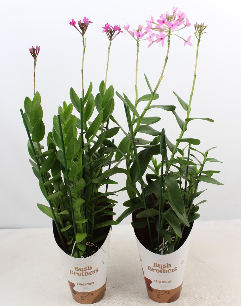 Epidendrum MIX — Plant Wholesale FlorAccess
