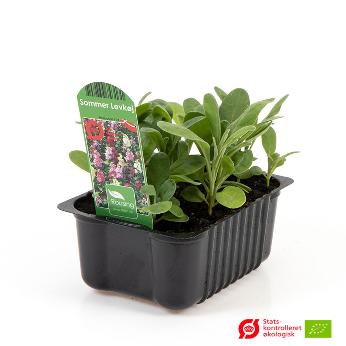 Matthiola incana — Plant Wholesale FlorAccess