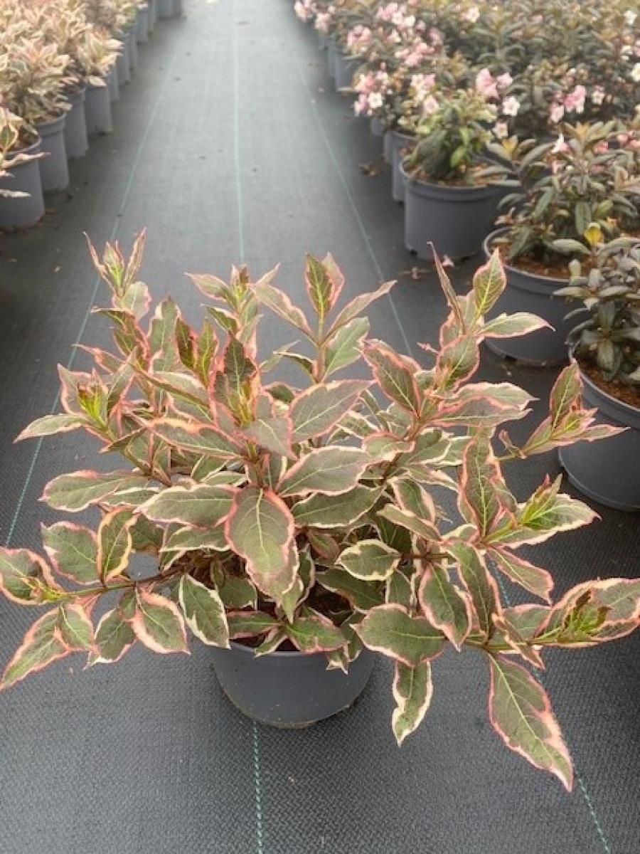 Weigela florida MONET — Plant Wholesale FlorAccess