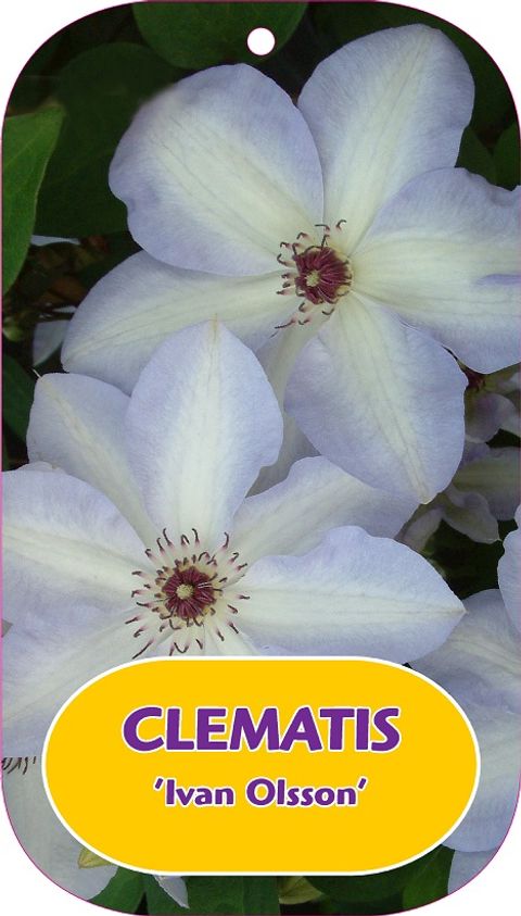 Clematis 'Ivan Olsson' (EL) — Plant Wholesale FlorAccess