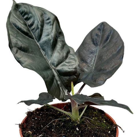 Alocasia infernalis BLACK MAGIC — Pflanzengroßhandel FlorAccess