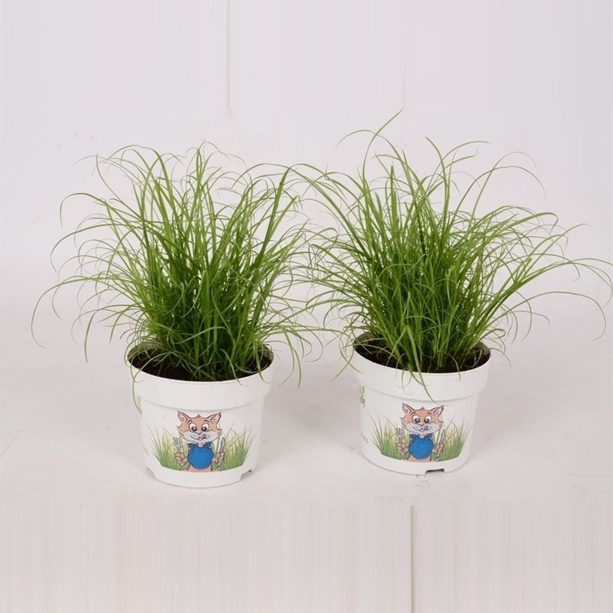 Cyperus alternifolius 'Zumula' — Plant Wholesale FlorAccess