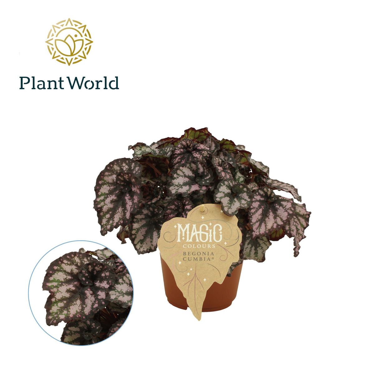 Begonia MAGIC COLOURS CUMBIA — Plant Wholesale FlorAccess
