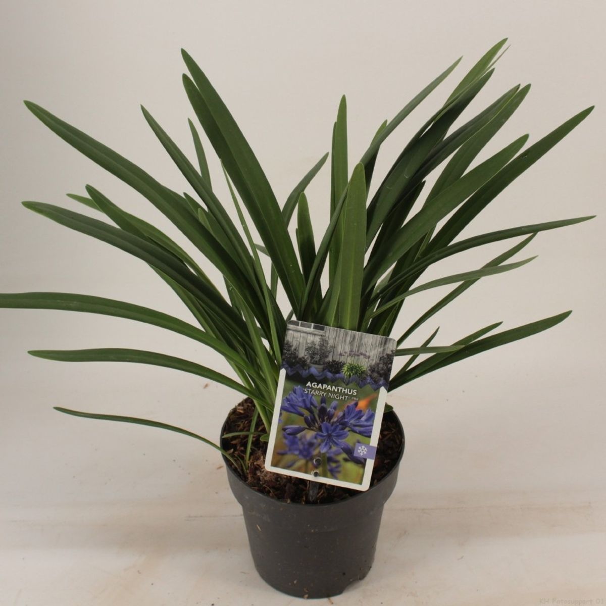 Agapanthus 'Starry Night' — Plant Wholesale FlorAccess