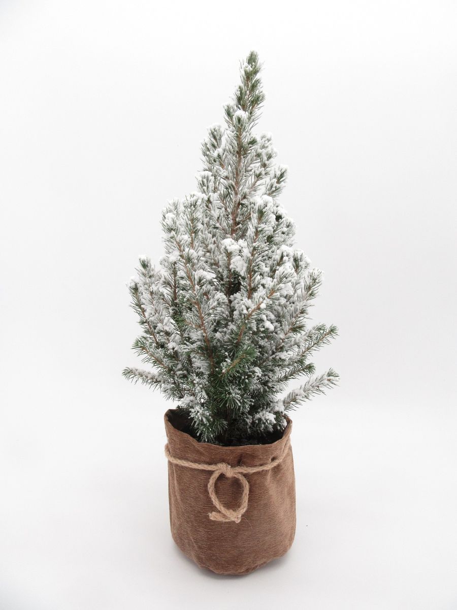 Picea abies 'Conica' — Plant Wholesale FlorAccess