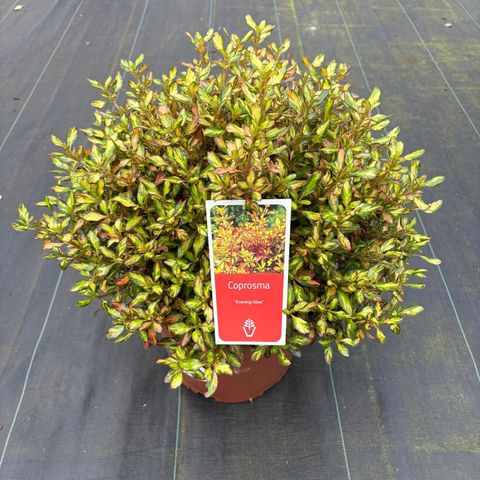 Coprosma 'Evening Glow' — Plant Wholesale FlorAccess