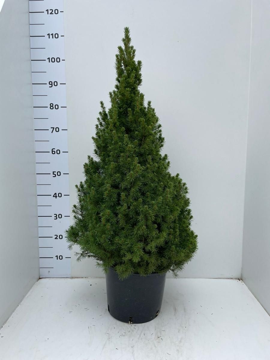 Picea glauca 'Conica' — Plant Wholesale FlorAccess