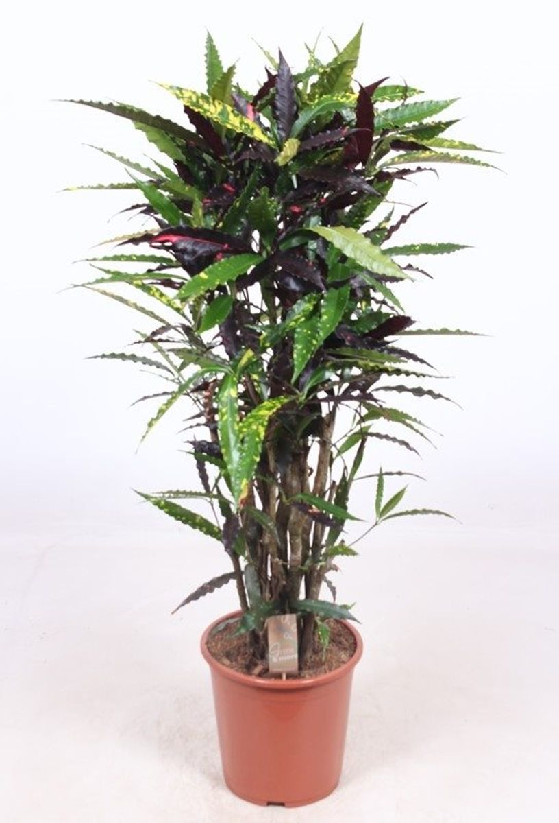 Codiaeum variegatum 'Batik' — Plant Wholesale FlorAccess