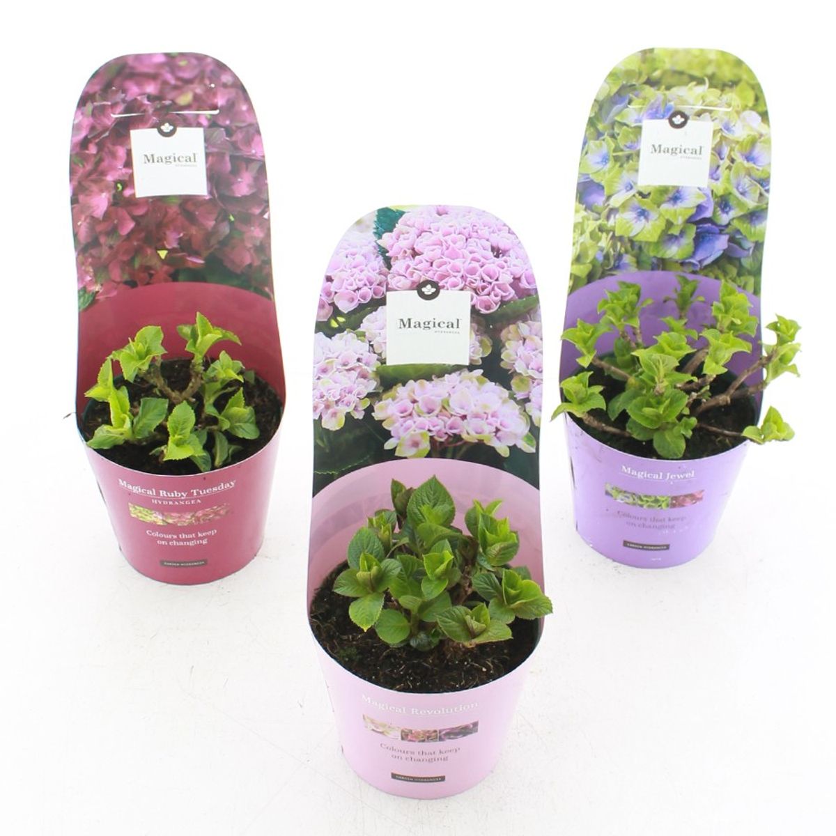 Hydrangea macrophylla MAGICAL MIX — Plant Wholesale FlorAccess