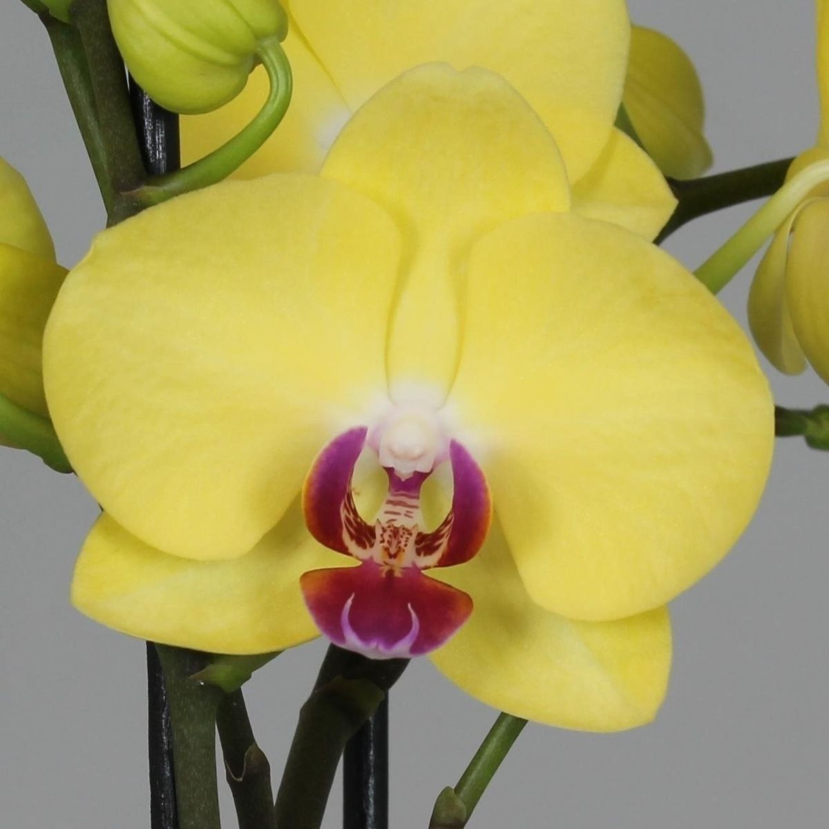 Phalaenopsis MIRAFLORE — Plant Wholesale FlorAccess