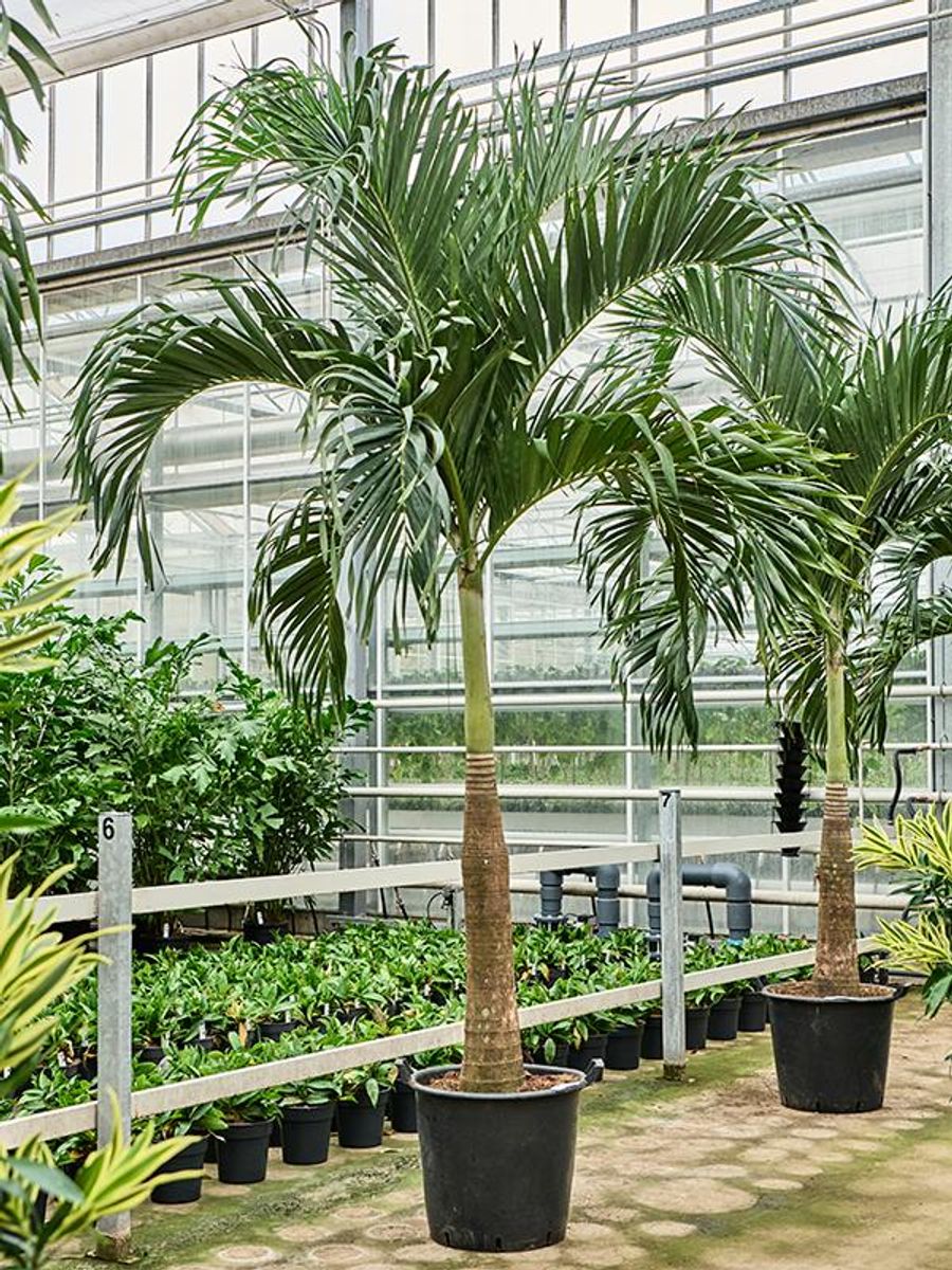 Adonidia merrillii — Рослини оптом FlorAccess