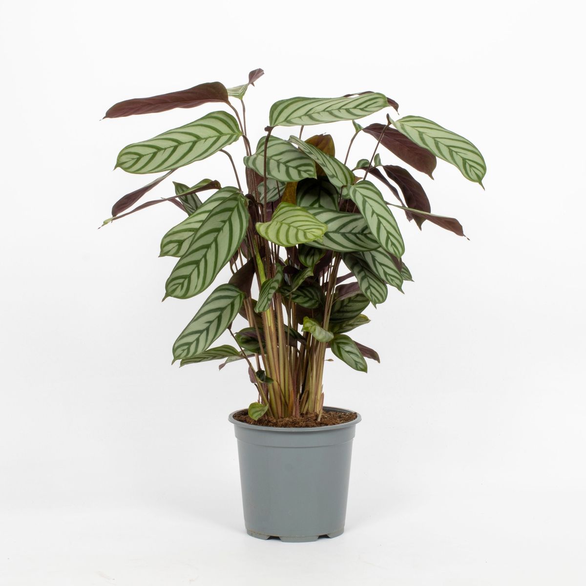 Ctenanthe setosa 'Green Flag' — Plant Wholesale FlorAccess