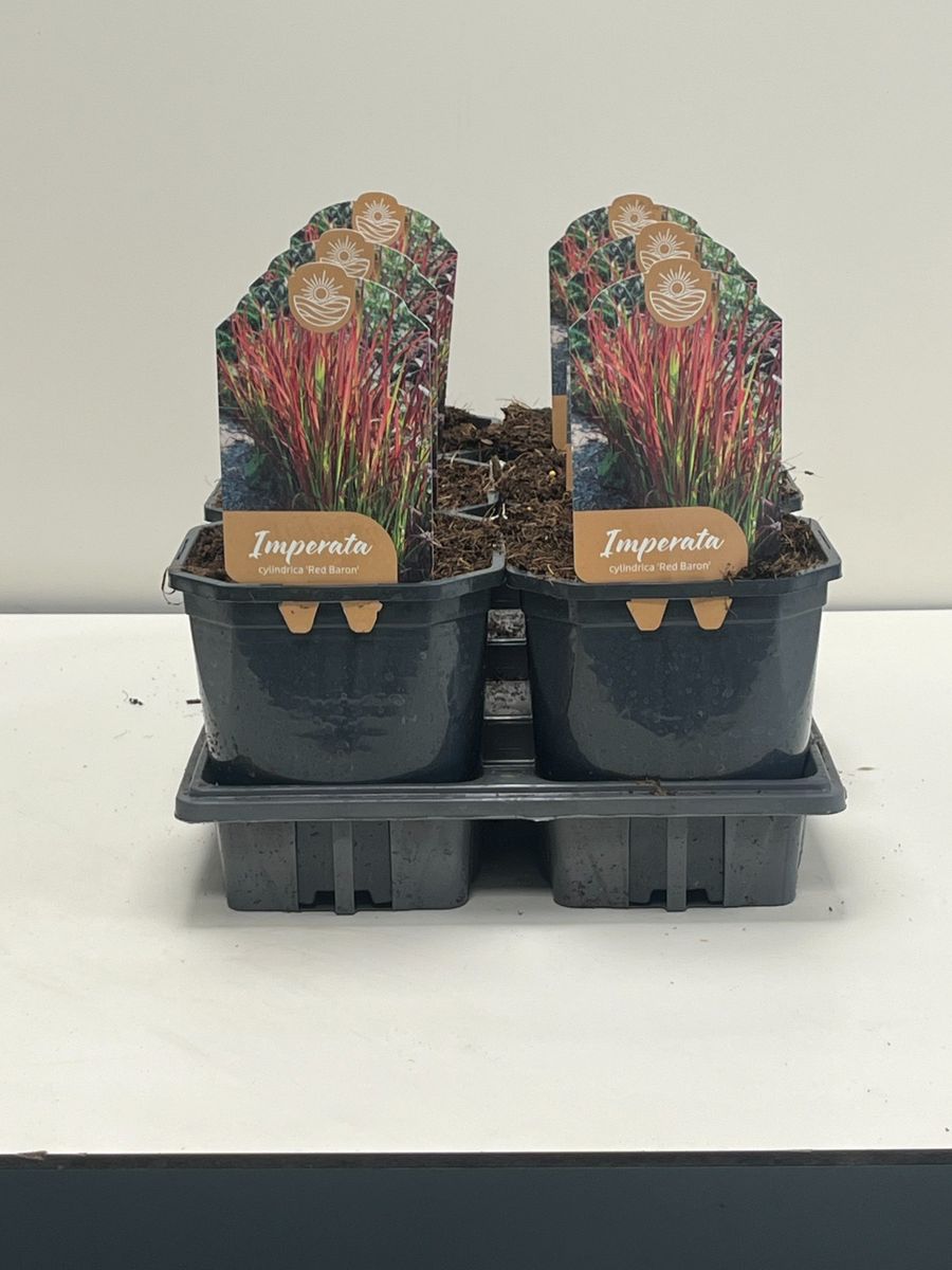 Imperata cylindrica 'Red Baron' — Plant Wholesale FlorAccess