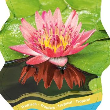 Nymphaea 'Ruby' — Plant Wholesale FlorAccess